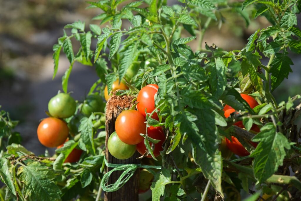 10 Places You Shouldn't Plant Tomatoes In Utah Gardens