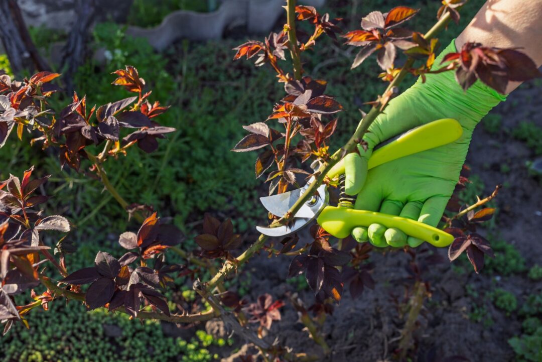 10 Plants That Are Best Pruned In November In Oregon