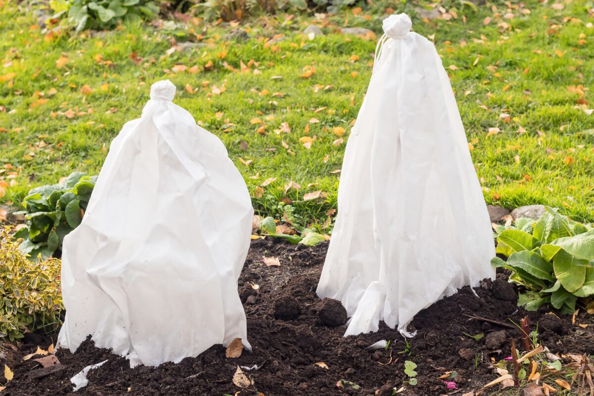 10 Things To Do In Your Pennsylvania Garden This November