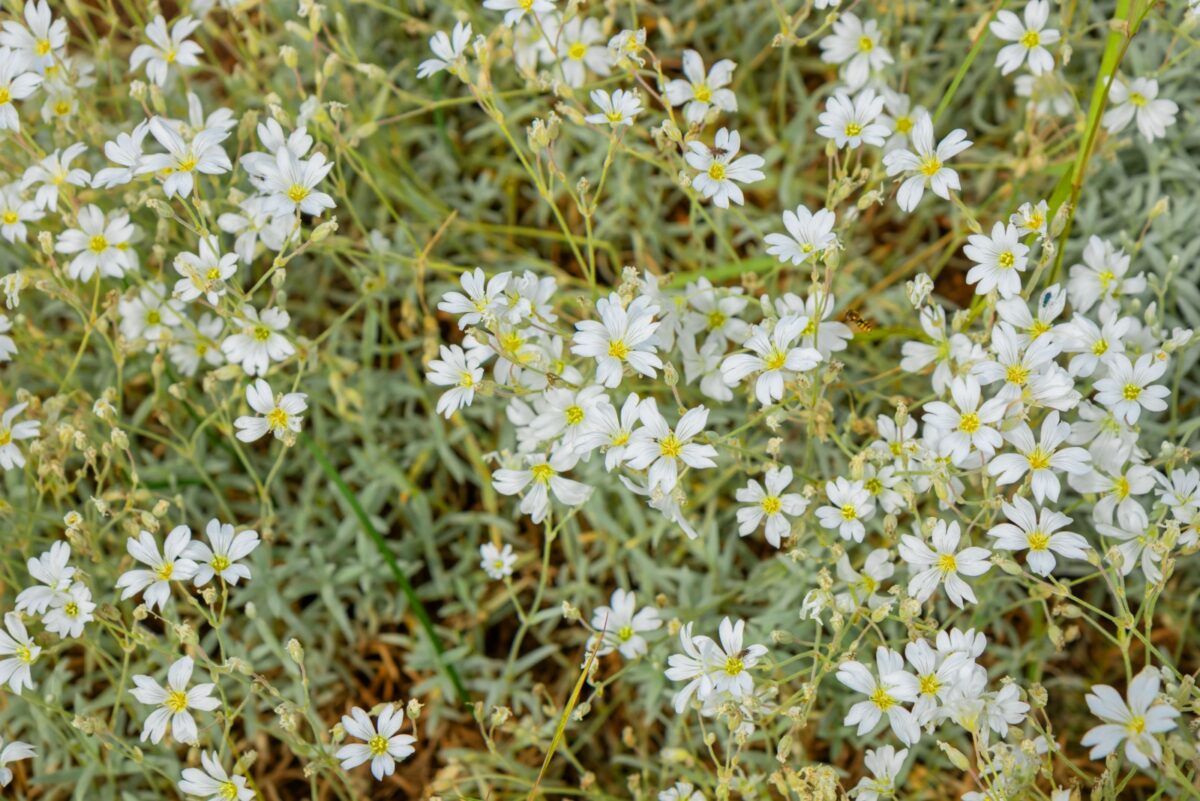 10 Utah-Friendly Ground Covers That Quickly Fill Bare Spots