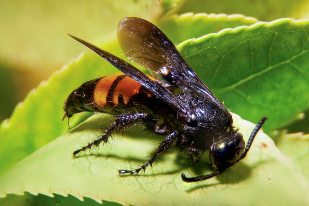 11 Dangerous Insects Pennsylvania Residents Should Eliminate On Sight