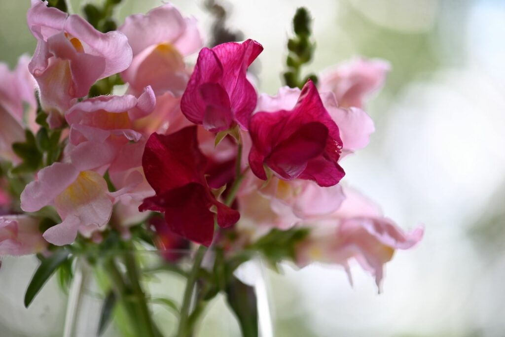 11 Easy Seeds To Sow In November For A Spring Start In Texas