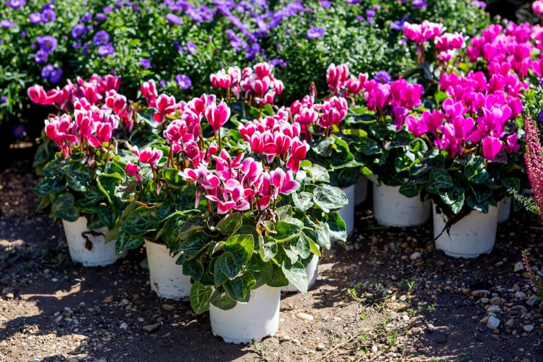 11 Fall Plants That Bring Life Back To Washington Gardens