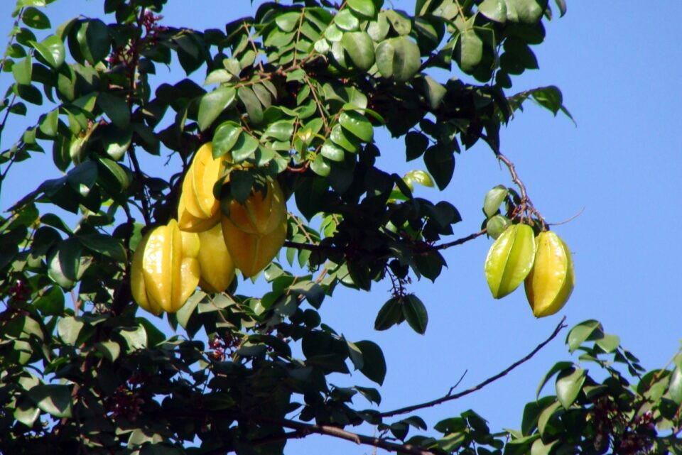 11 Fruit Trees Florida Gardeners Often Wish They Hadn't Planted