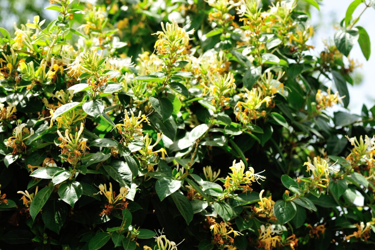 11 Invasive Plants That Could Face Restrictions In Missouri Suburbs