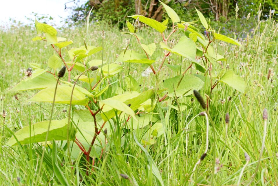 11 Plants That Come With Strict Transport Rules In Massachusetts