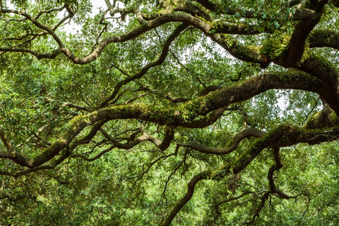 11 Protected Trees South Carolina Homeowners Should Never Cut Down