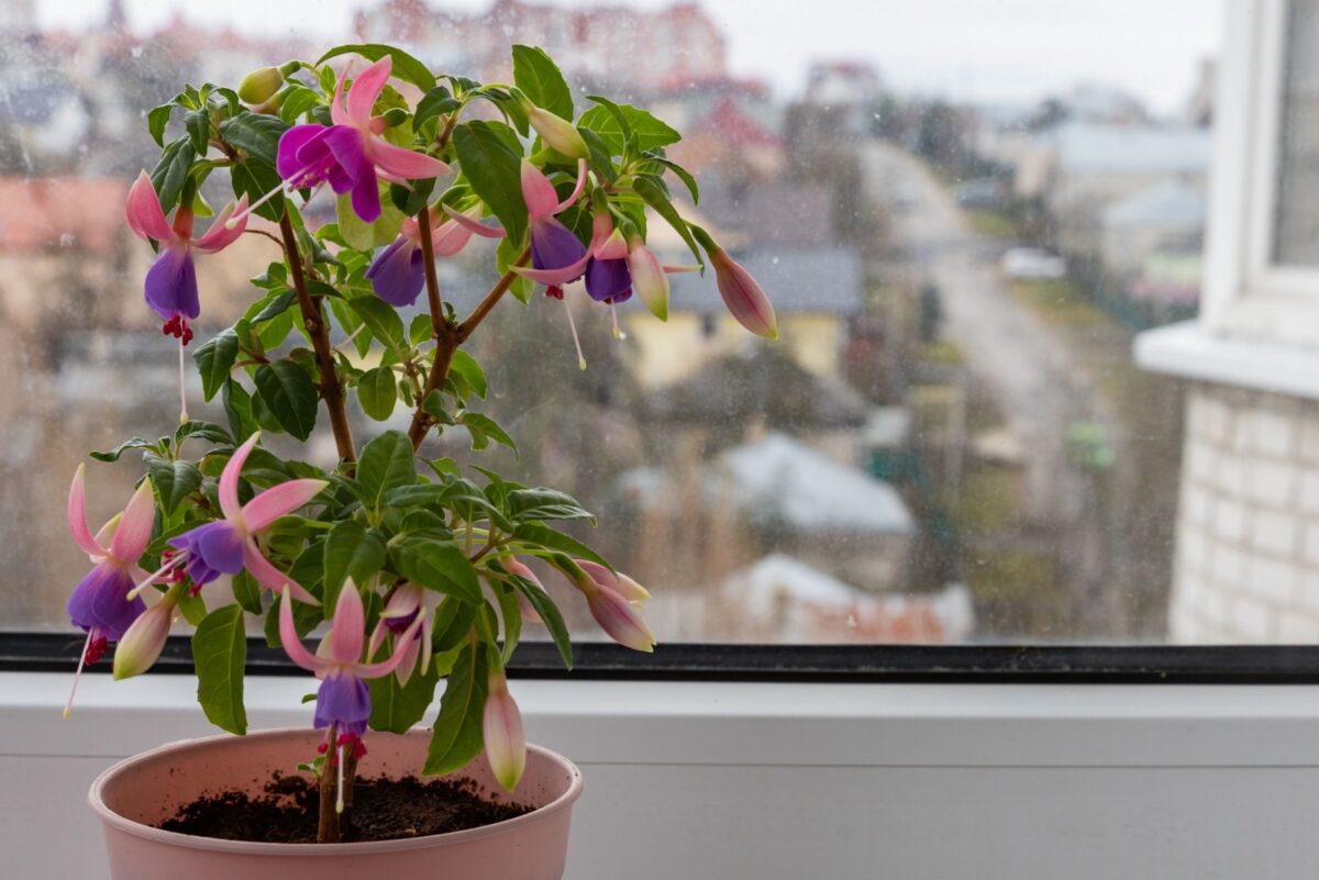 12 Annuals To Move Indoors Before Cold Weather Hits In Michigan