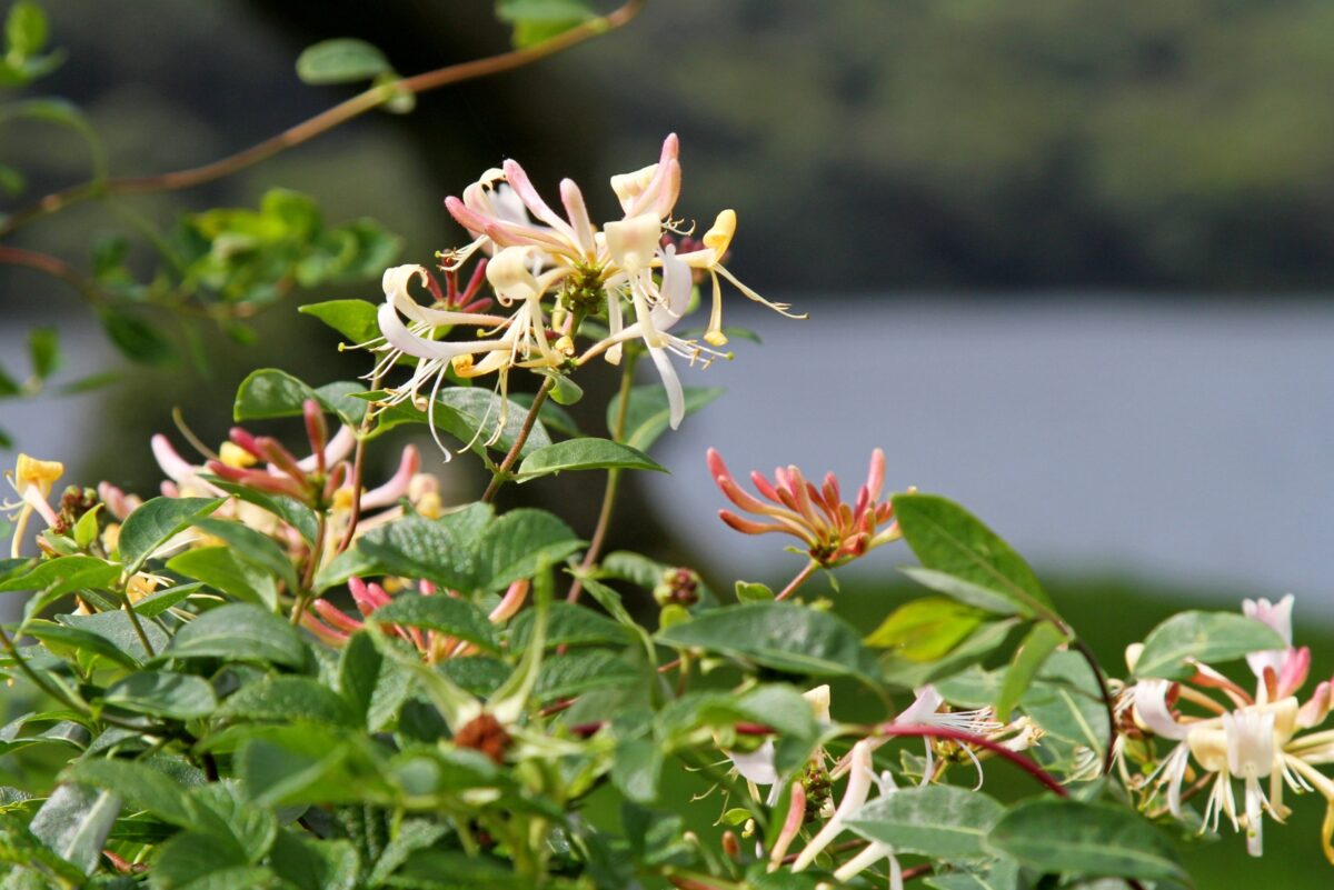 12 Invasive Plants Facing Possible Bans In Indiana Neighborhoods