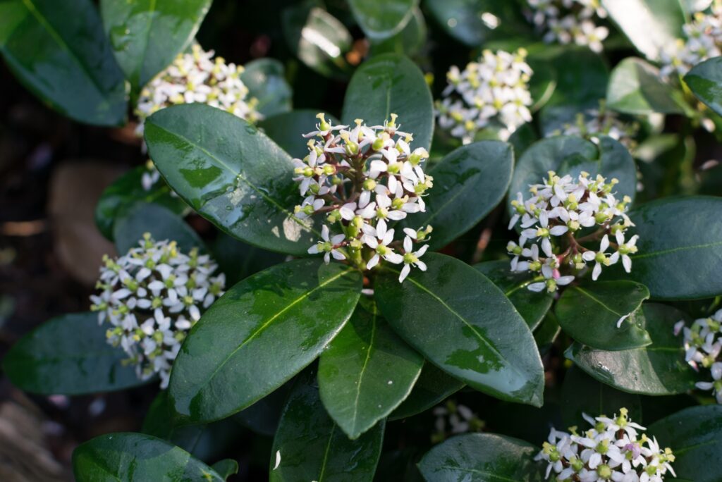 12 November Flowers And Shrubs Thriving In South Carolina