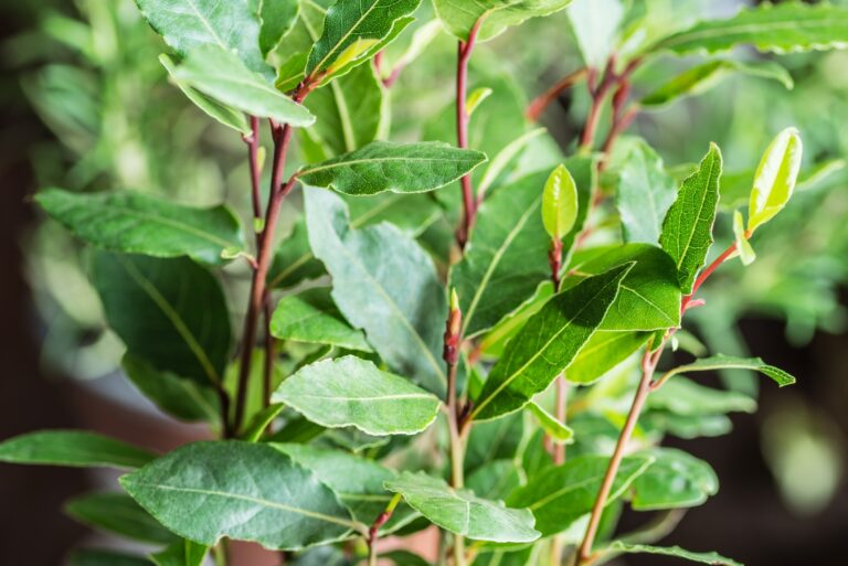 12 Rat-Repelling Plants Louisiana Homeowners Swear By