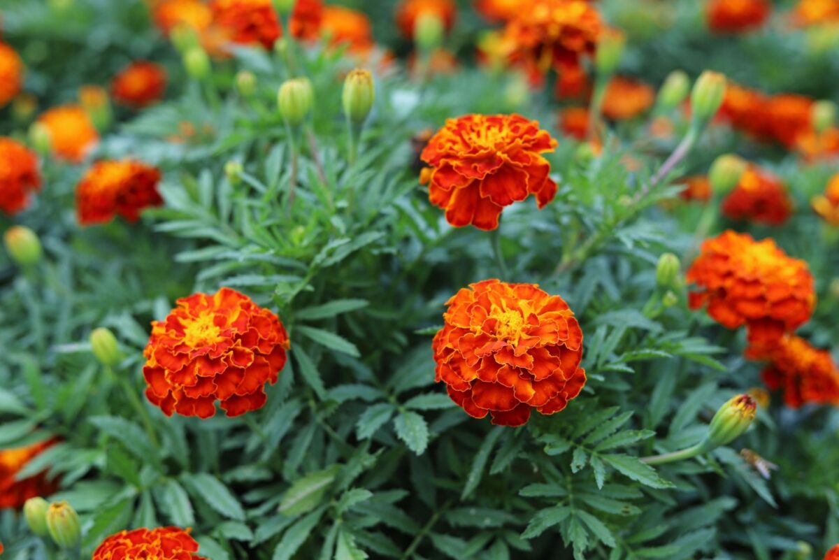 12 Shallow-Rooted Plants That Grow Surprisingly Well In Florida's Soil