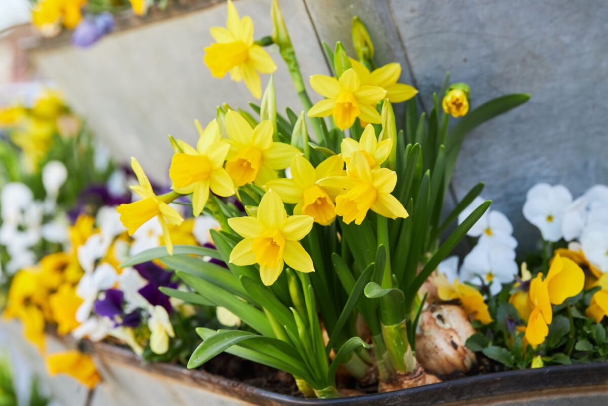12 Winter Bulbs That Thrive In Michigan Gardens
