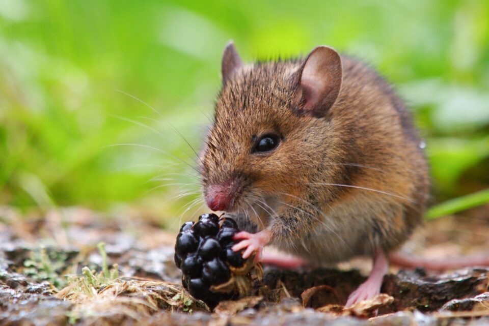 13 Garden Plants That Help Keep Mice Away In Michigan