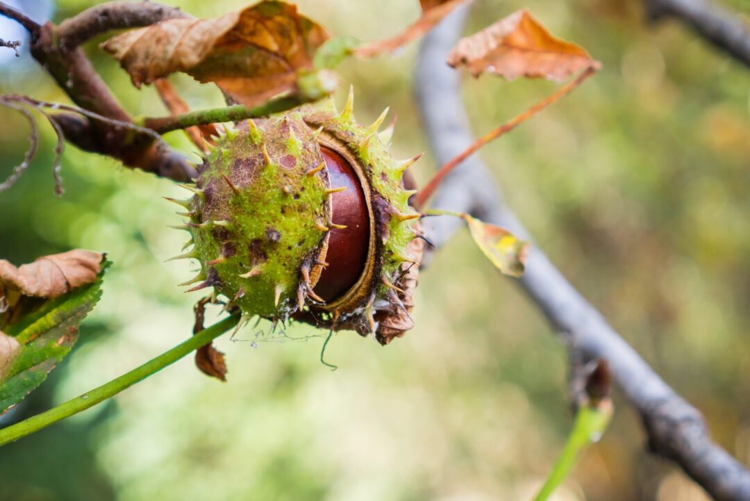 13 Toxic Trees That Can Cause Trouble In Michigan Yards