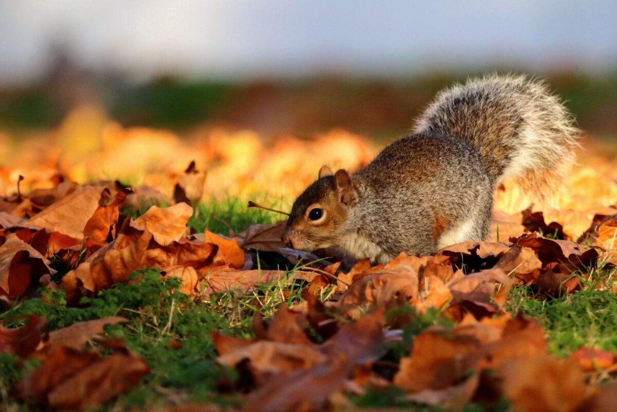 13 Wild Animals You Might Spot Around Arkansas Cities And Yards