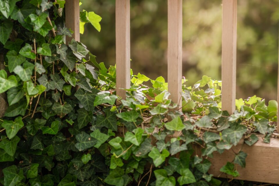 14 Invasive Garden Plants That Could Get You Fined In Oregon Suburbs