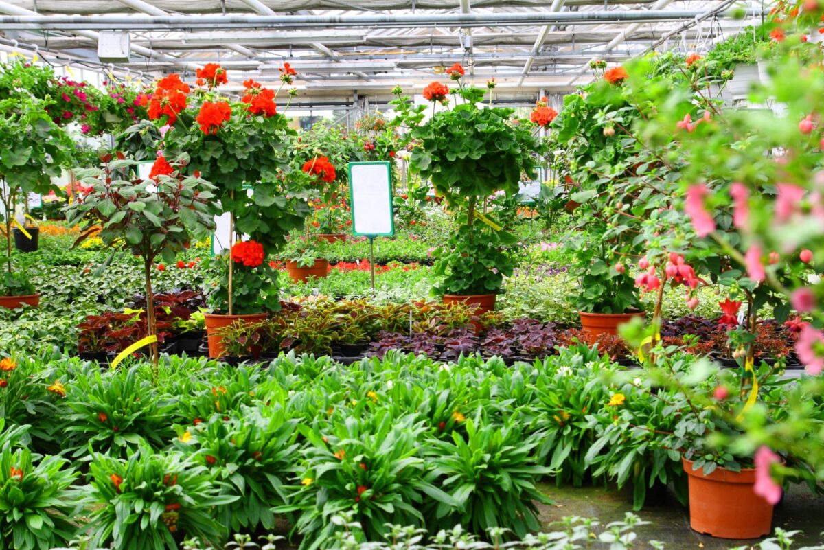 7 Mistakes To Avoid When Buying Potted Plants In Florida