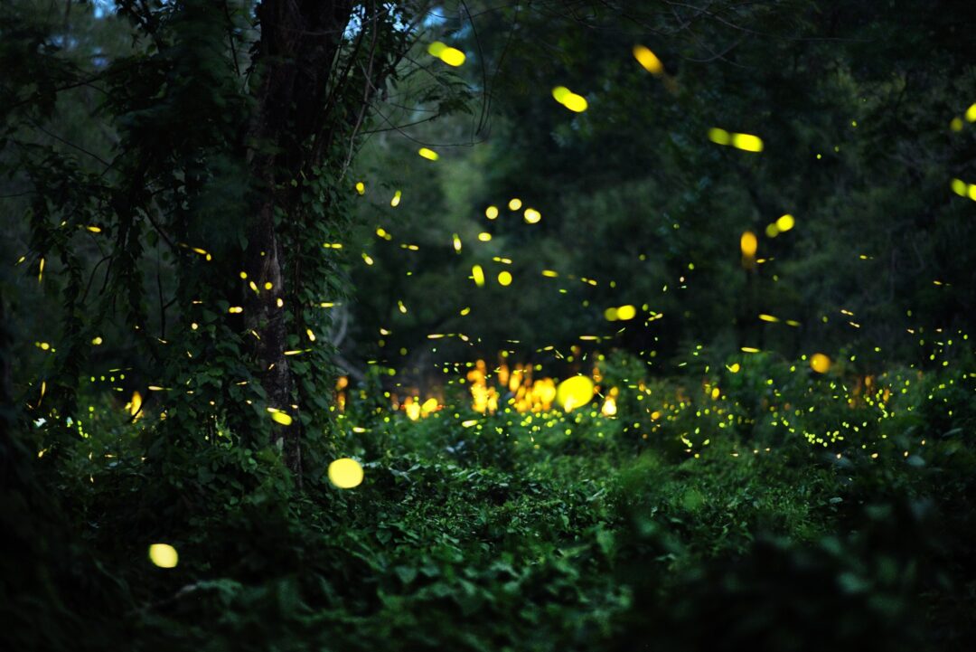 7 Reasons Fireflies Are Slowly Disappearing In Utah
