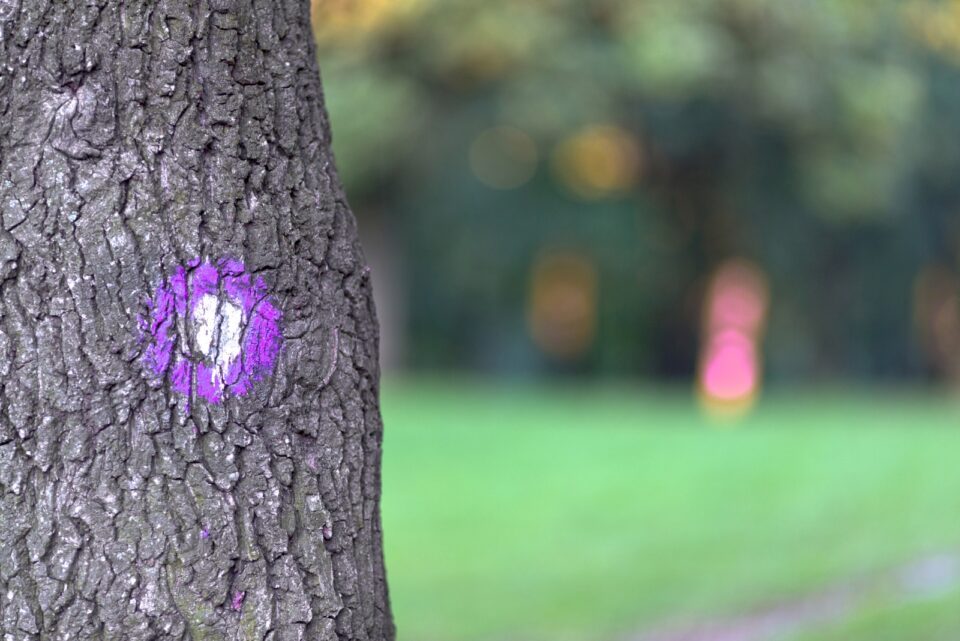7 Reasons Trees Are Painted Purple In Oklahoma