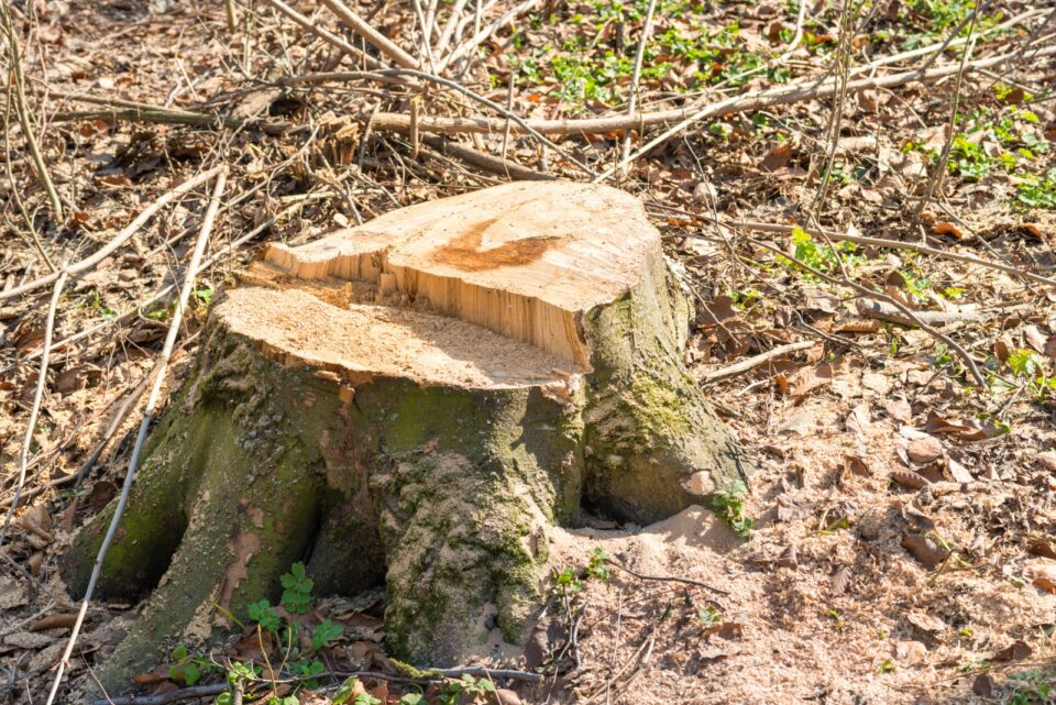 7 Simple Steps To Remove A Tree Stump In Texas And Oklahoma