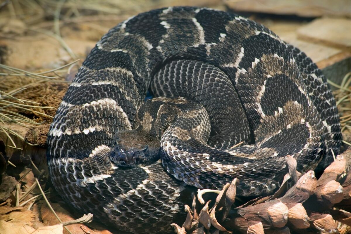 7 Venomous Creatures Every Arkansas Resident Should Be Able To Recognize