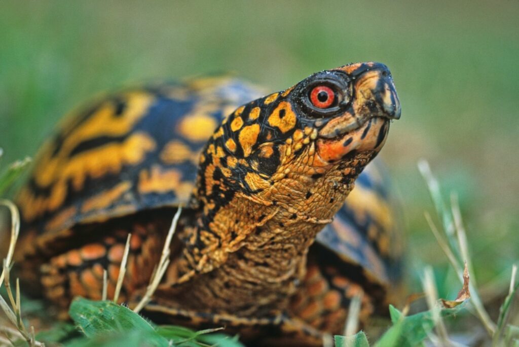 8 Creatures You're Legally Not Allowed To Remove From Your Arkansas ...