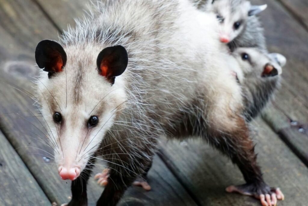 8 Essential Facts Mississippi Residents Should Know Before Trying To ...