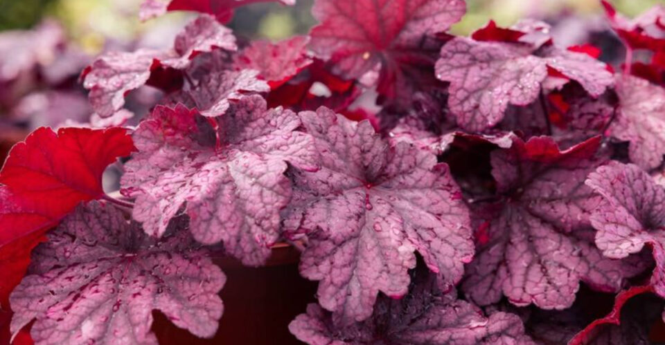8 Frost-Tolerant Plants Utah Gardeners Choose To Keep Their Yards Alive ...