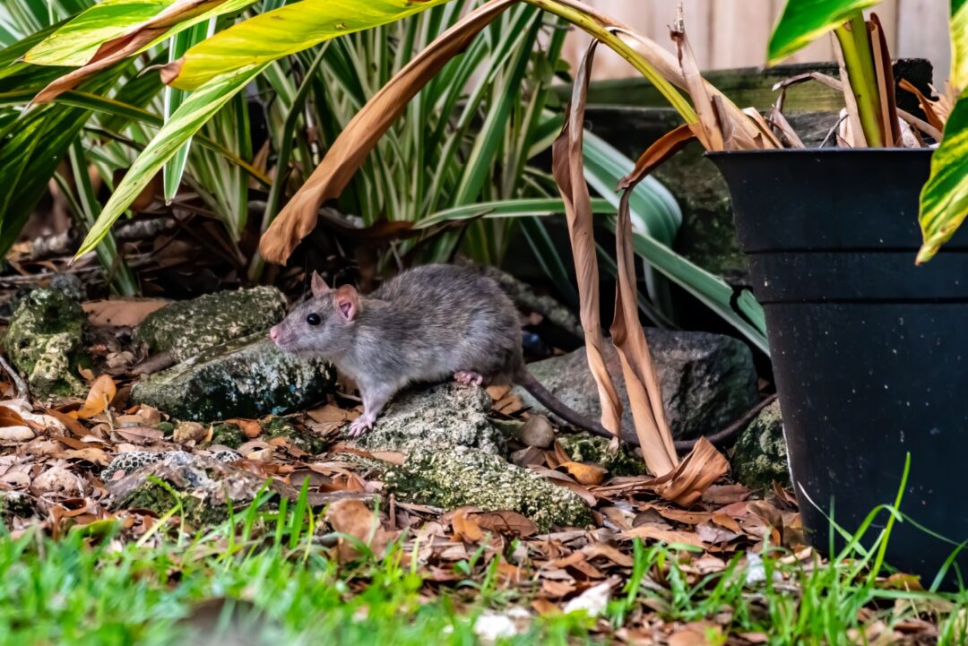 8 Plants Nevadans Use To Naturally Keep Rats Away