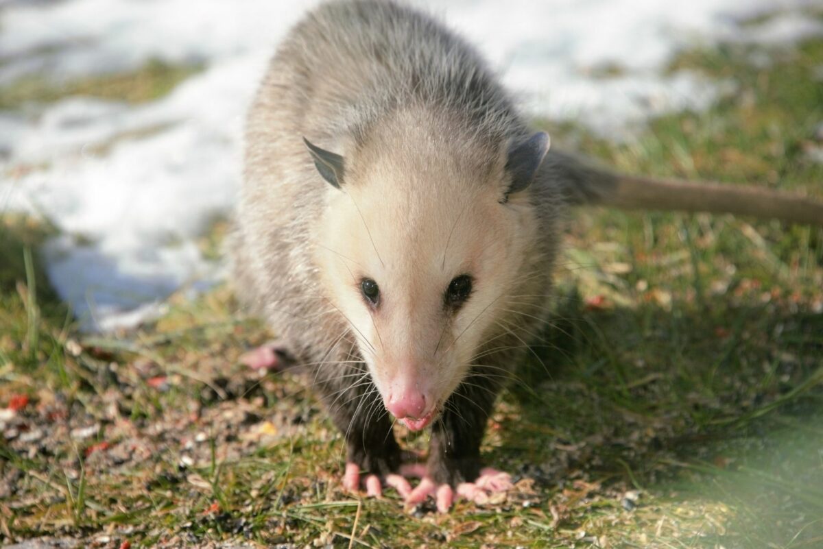 8 Reasons Michigan Residents Should Think Twice Before Removing Possums ...