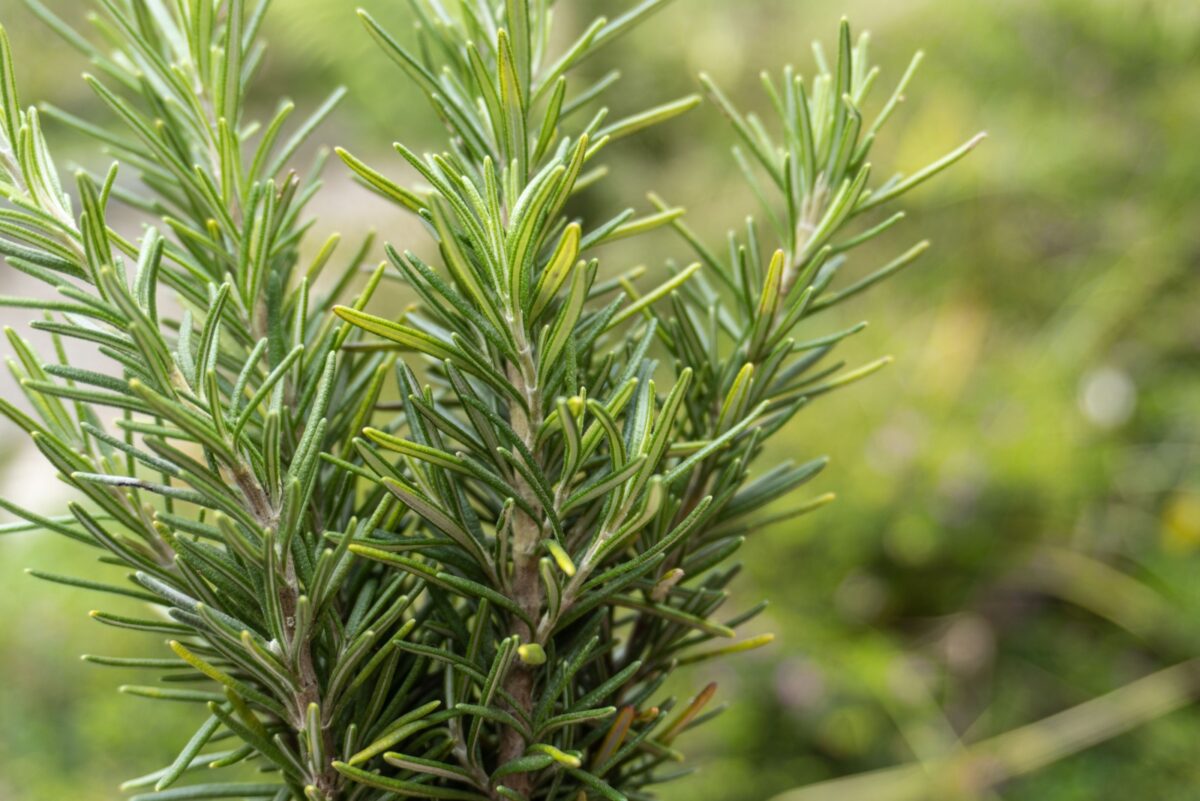 How To Grow And Care For Trailing Rosemary