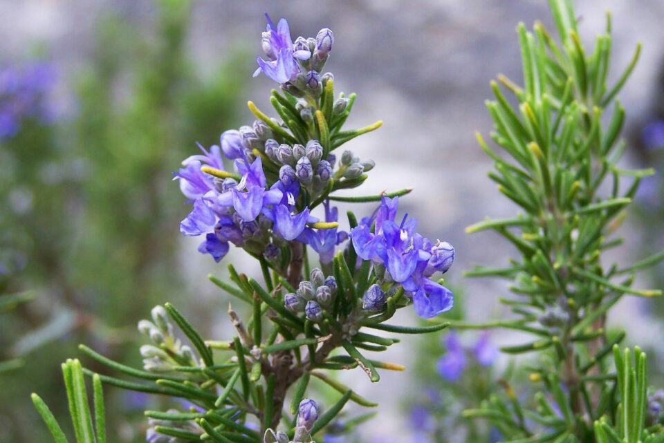 8 Scented Plants That Bring Fragrance To South Carolina Gardens In November