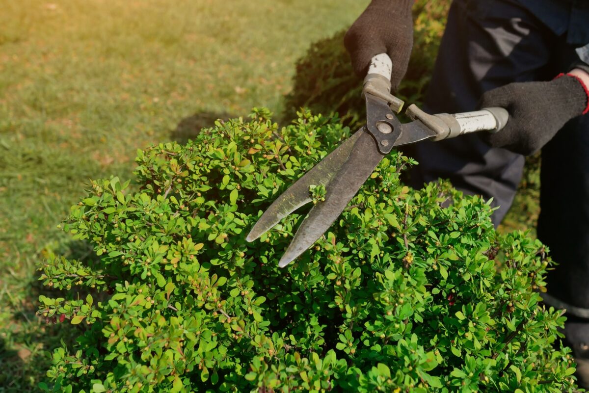 8 Things Homeowners Should Know Before Pruning A Neighbor's Shrubs In ...