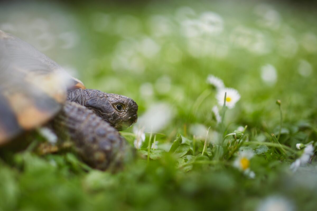 8 Things Michigan Homeowners Should Do If They Spot A Turtle In Their Yard