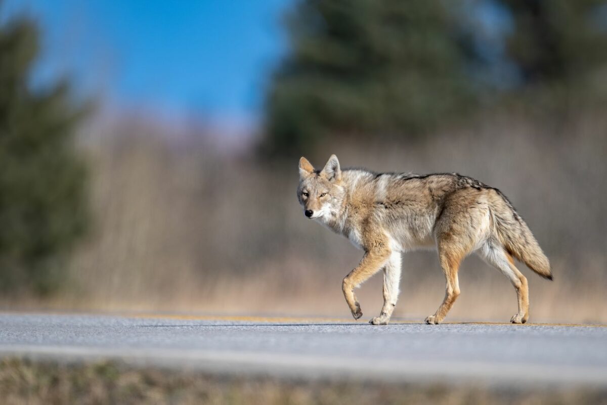 8 Things To Do If A Coyote Shows Up In Your Ohio Yard (And 3 Things You ...