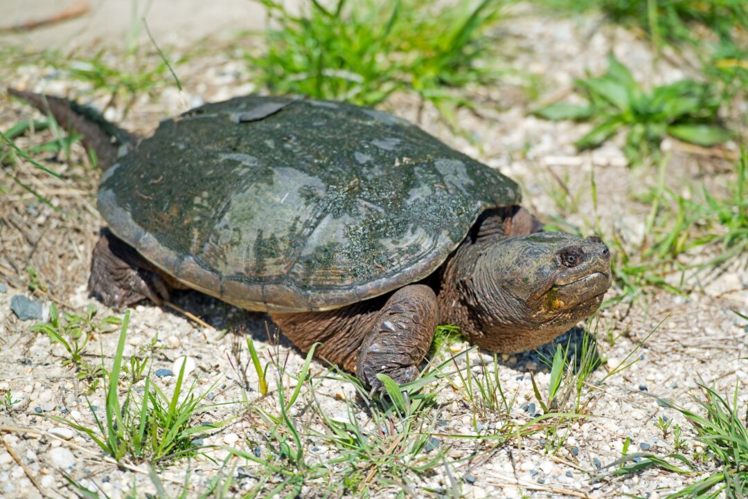 8 Things To Do When A Turtle Shows Up In Your Indiana Yard