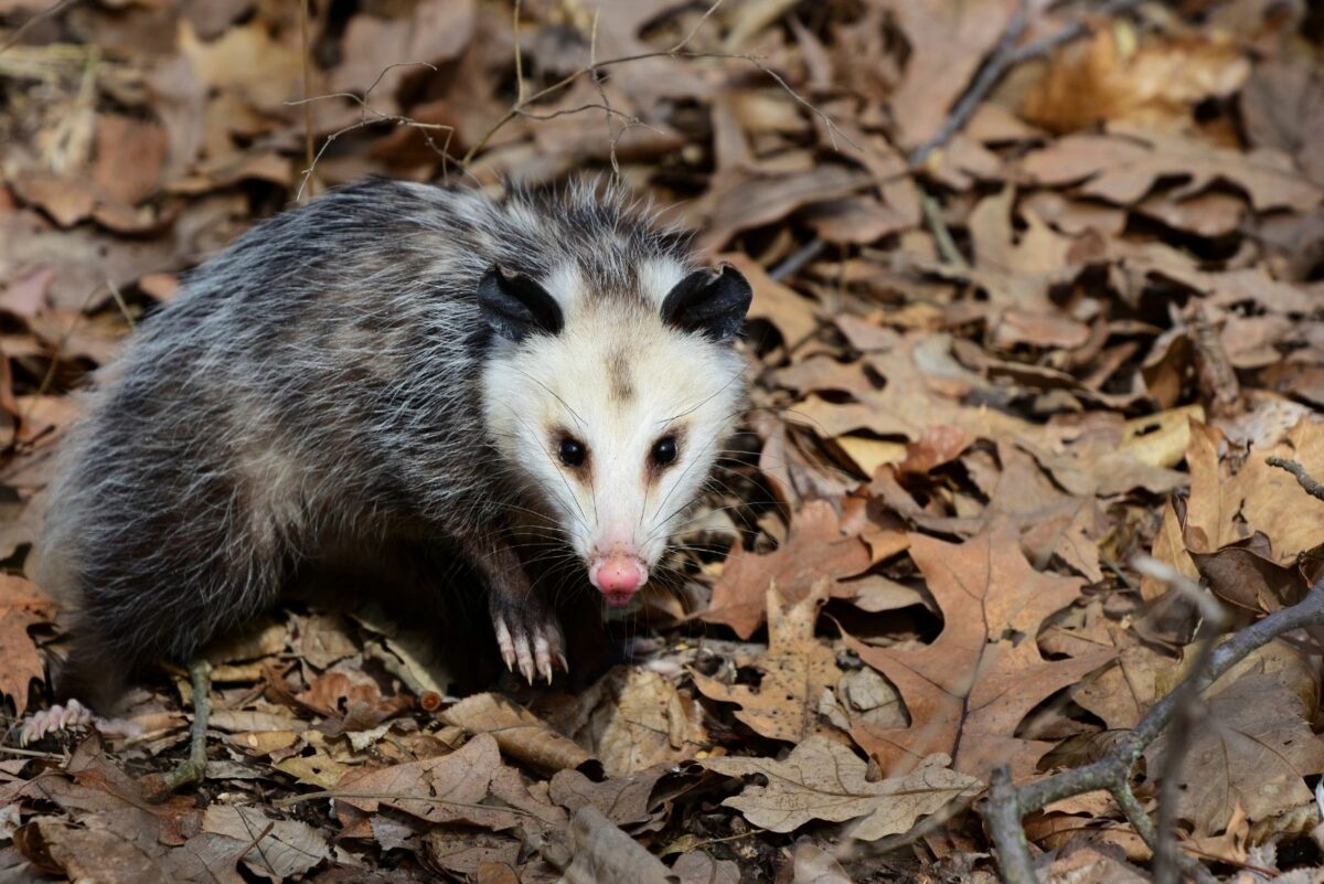 8 Things To Know Before Trying To Remove Possums From Your Yard In Texas