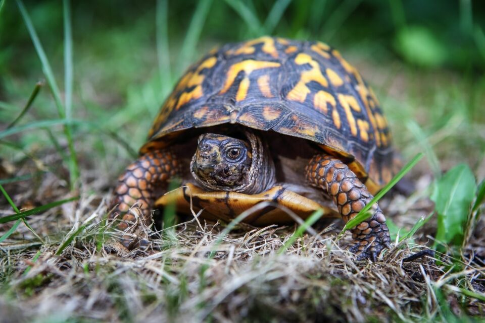 8 Things You Should Do If You Find A Turtle In Your West Virginia Yard