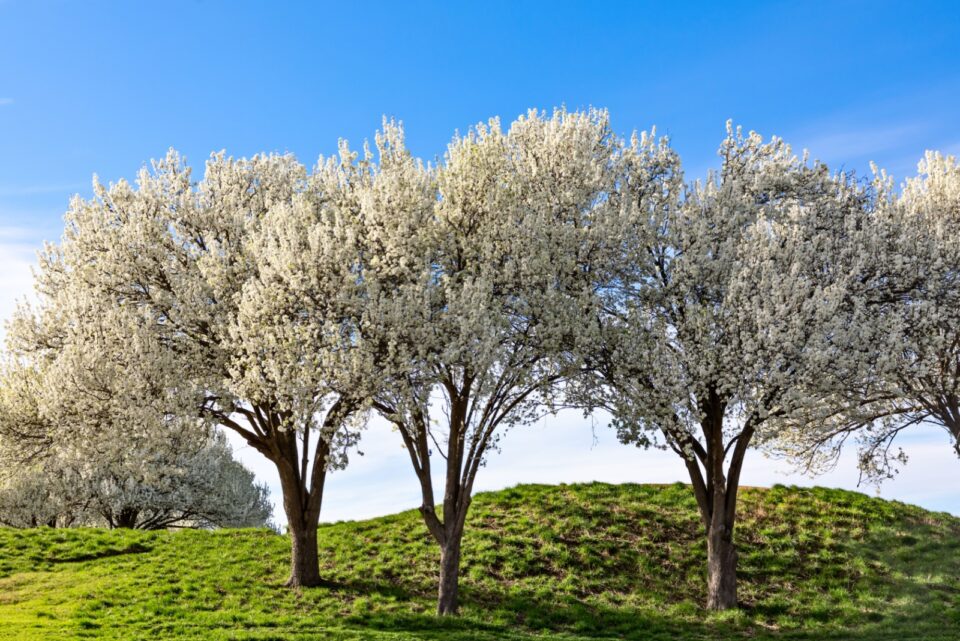 8 Trees That Could Cost Illinois Homeowners Fines If They Don't Remove Them