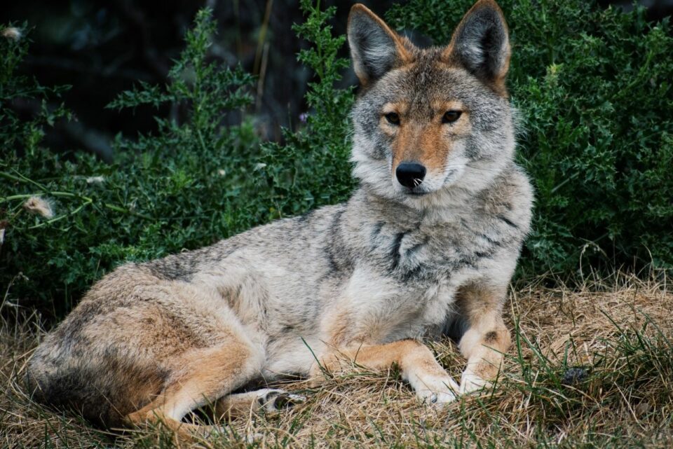 8 Wild Animals Thriving In Washington Cities (And Often Right In Your ...