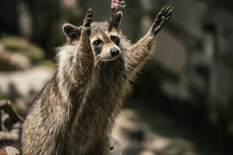 9 Things To Be Aware Of Before Managing Raccoons Around Your ...
