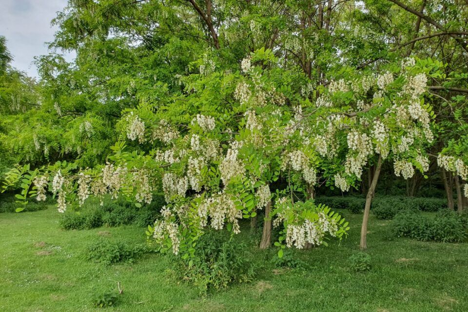 9 Trees That Could Get You Fined If You Don't Cut Them Down In New York