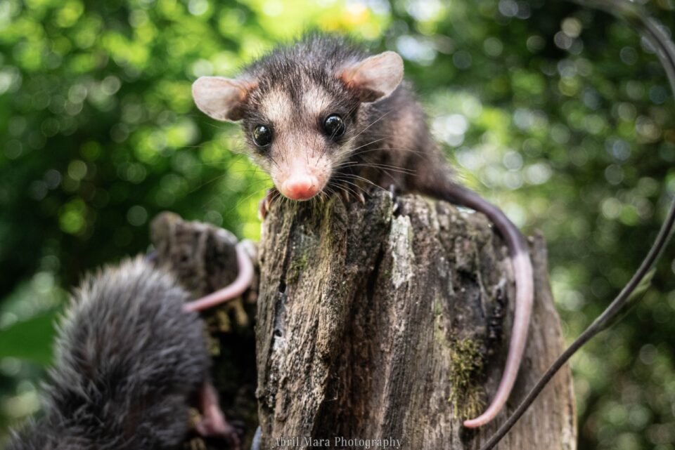 9 Ways Possums Help Louisiana Yards More Than You Might Expect