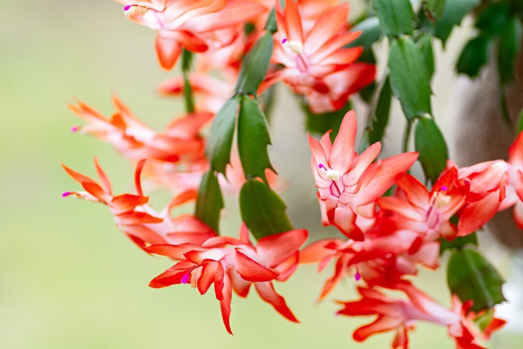 9 Ways To Keep Thanksgiving Cactus Healthy In Winter In Florida