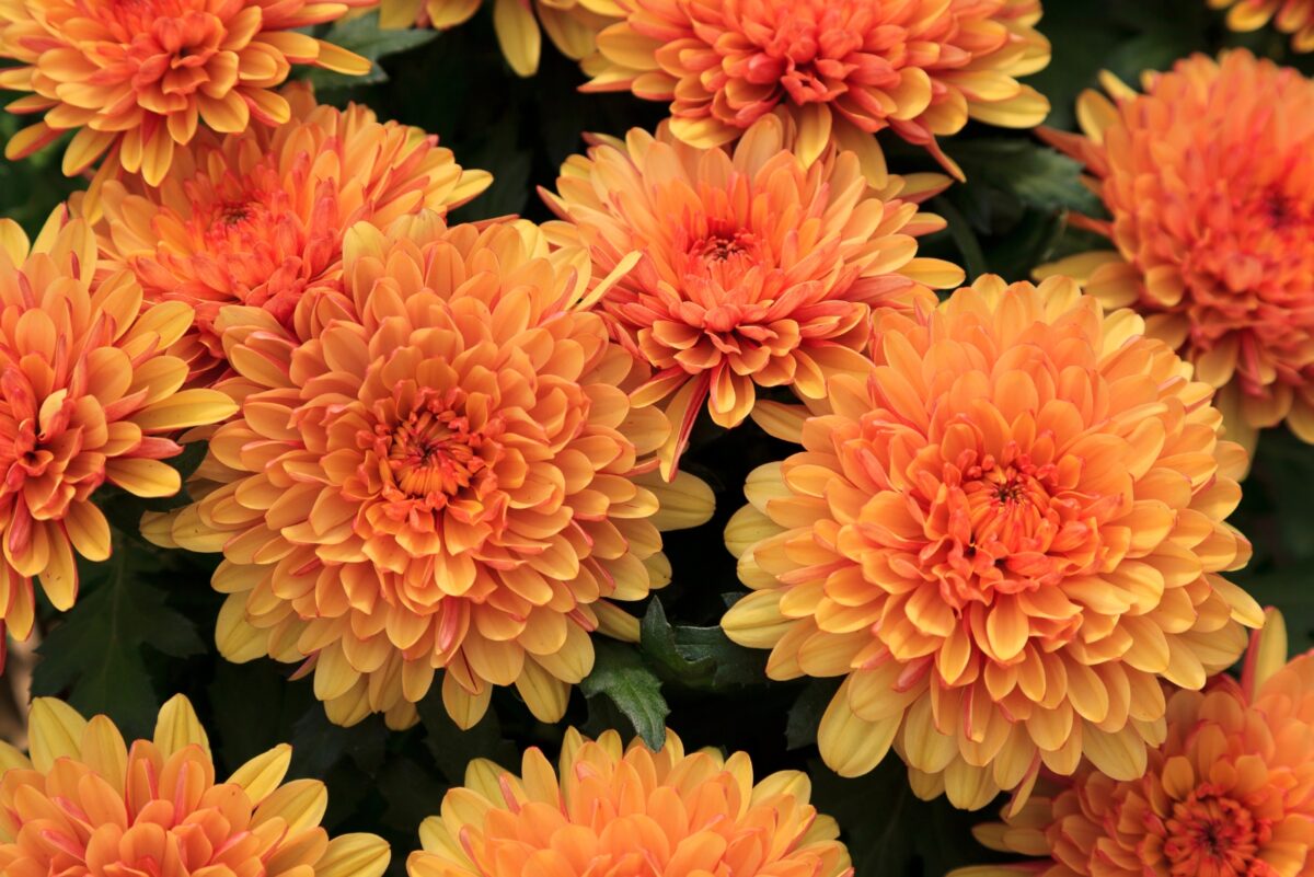 9 Ways To Make Mums Last All Fall In Arkansas Without Crispy Leaves