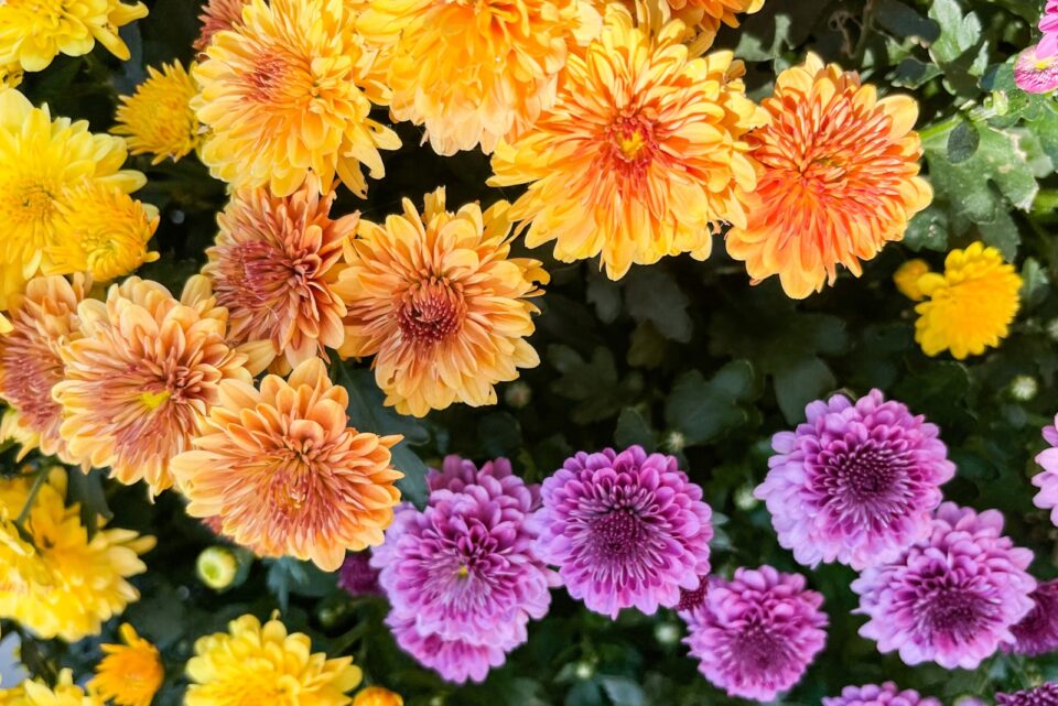 9 Ways To Make Mums Last All Fall In Connecticut Without A Crispy Leaf