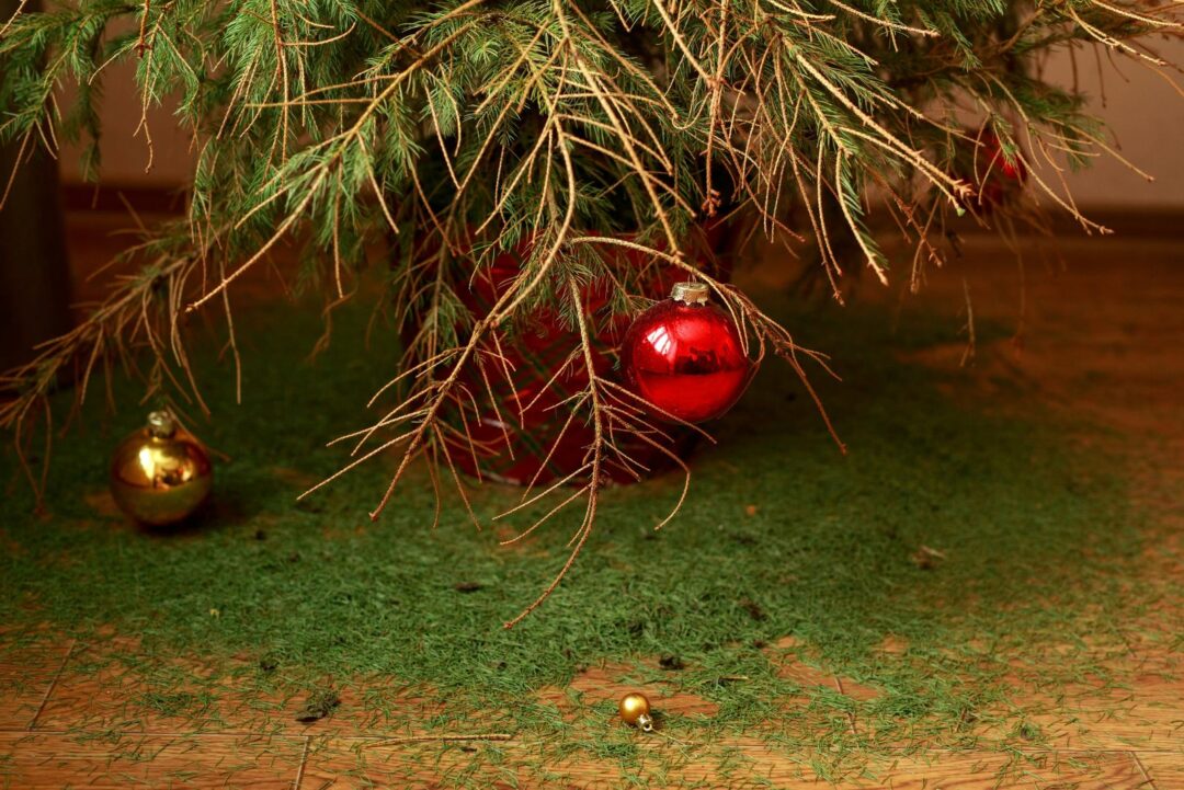 Atlanta, Georgia Faces Faster Drying Christmas Trees As Warm Winter ...
