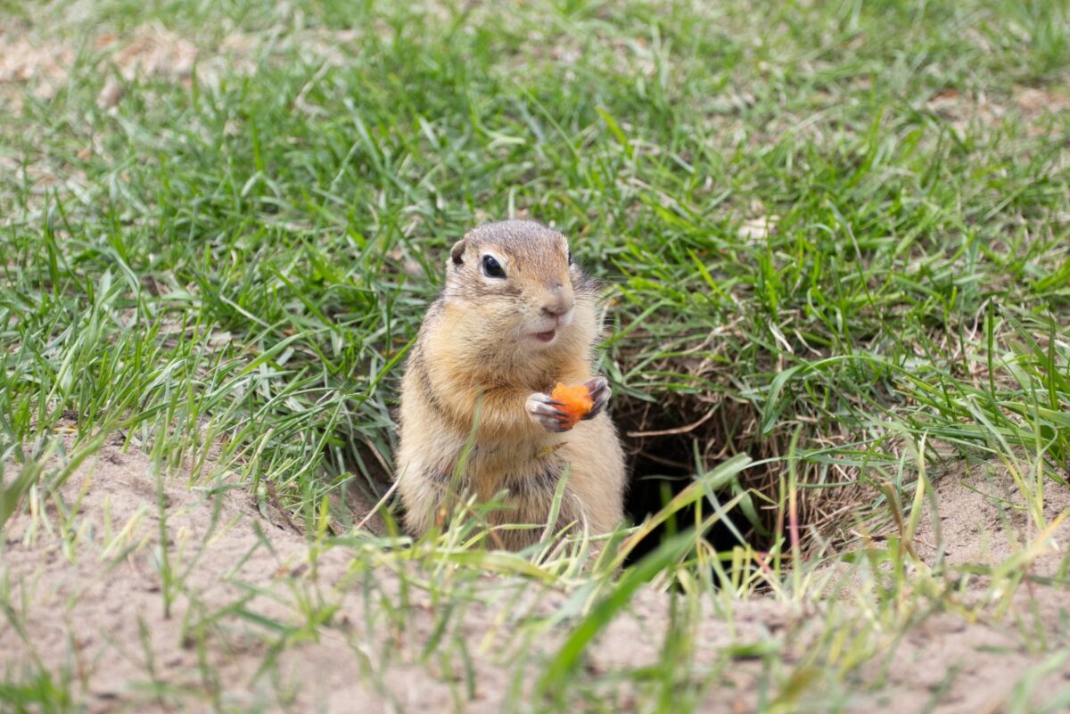 7 Easy Ways To Keep Gophers Out Of Colorado Yards