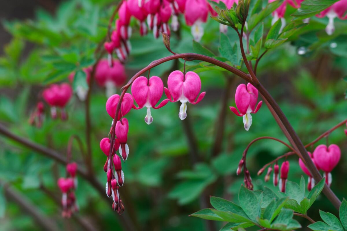 14 Flowering Plants That Thrive In Partial Shade